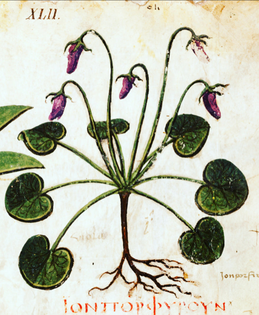 Violet Leaf – Balbec Beauty